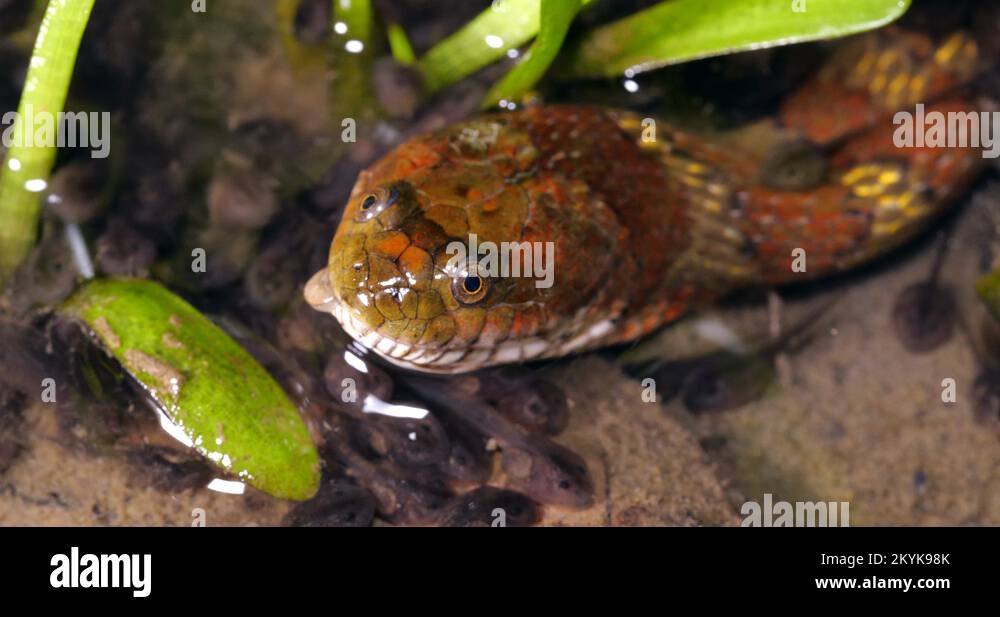 Quacking river frog Stock Videos & Footage - HD and 4K Video Clips - Alamy