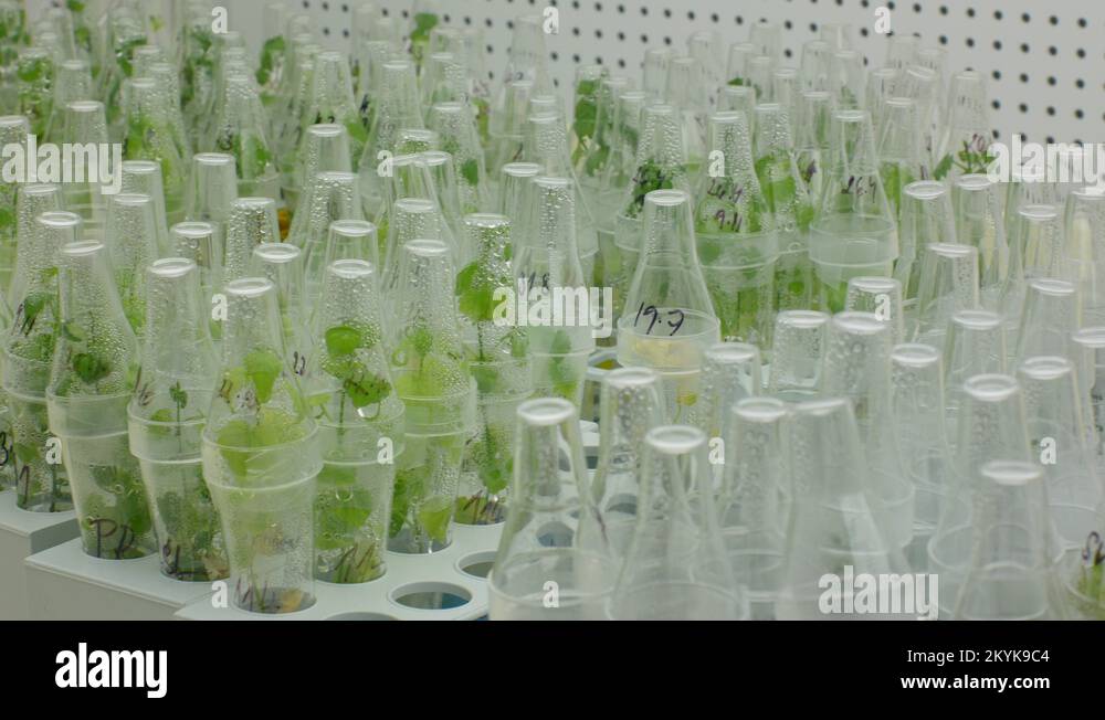 Research science medical plants capsicum, tube test phytotron ...