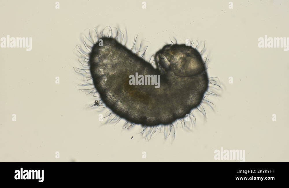 Development of the larva Stock Videos & Footage - HD and 4K Video Clips ...