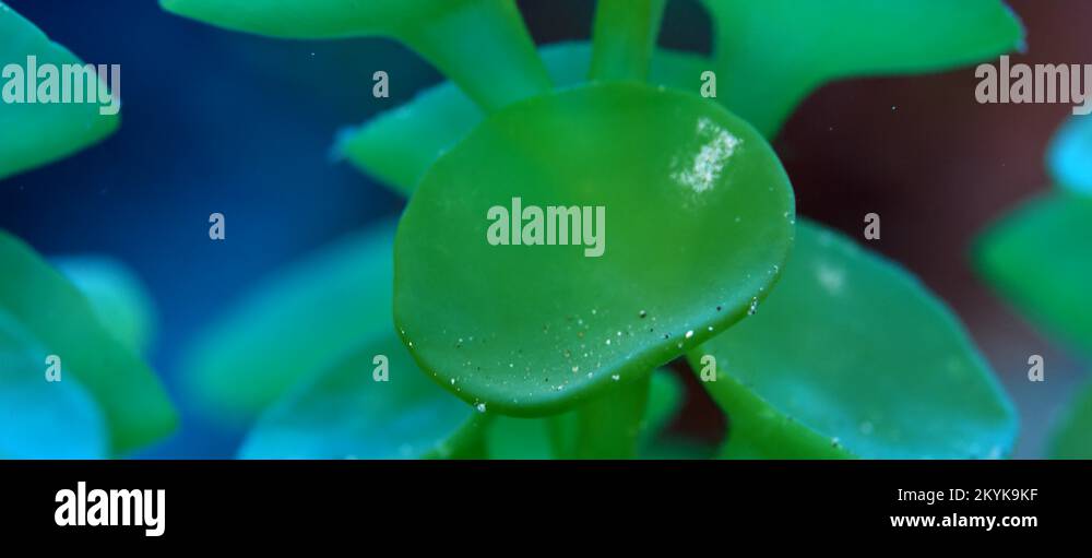 Green alga Stock Videos & Footage - HD and 4K Video Clips - Alamy