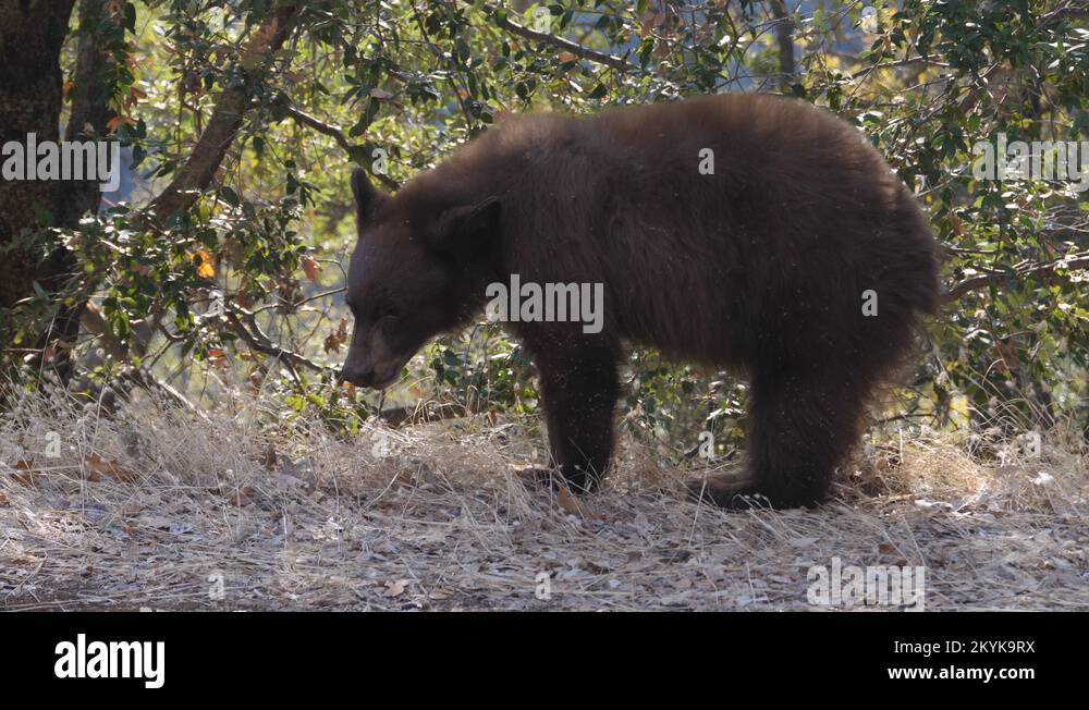 Redwood national park and animal Stock Videos & Footage - HD and 4K ...