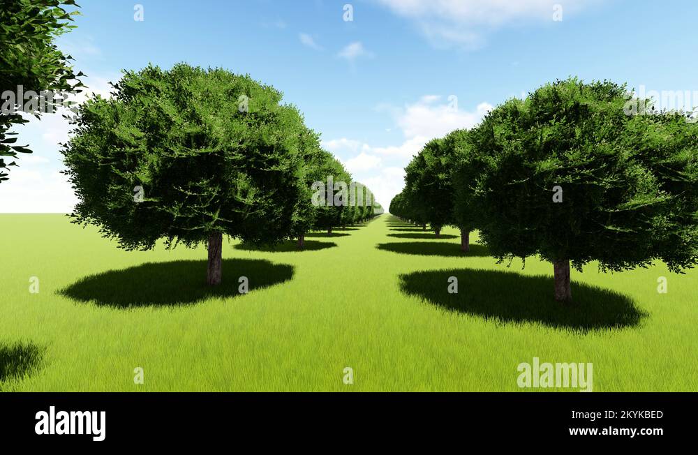 Tree about entrance Stock Videos & Footage - HD and 4K Video Clips - Alamy