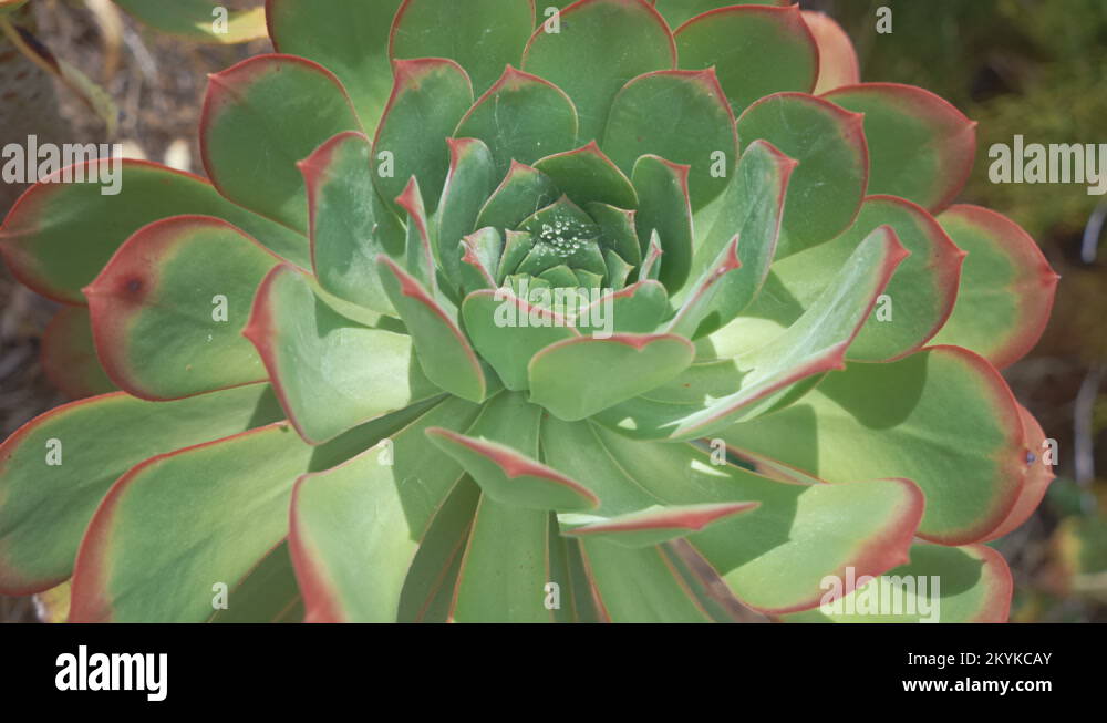 Canary plants Stock Videos & Footage - HD and 4K Video Clips - Alamy