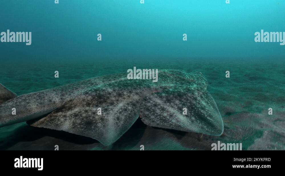Angel Shark Swimming On Sandy Bottom, Fins And Body Side View Stock ...
