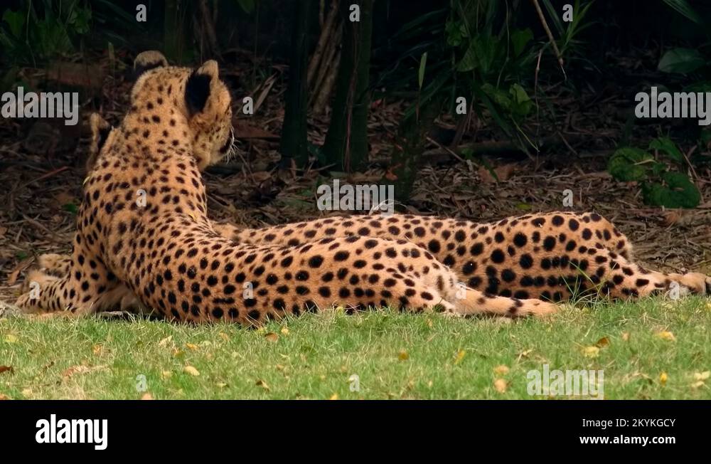 Cheetah african animals Stock Videos & Footage - HD and 4K Video Clips ...
