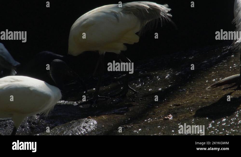 Group of African Sacred Ibis Bird (Threskiornis aethiopicus) Eating ...