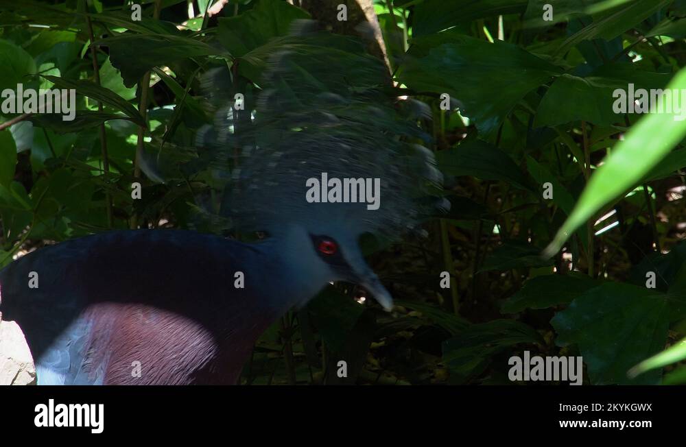 Victoria crowned pigeon goura Stock Videos & Footage - HD and 4K Video ...