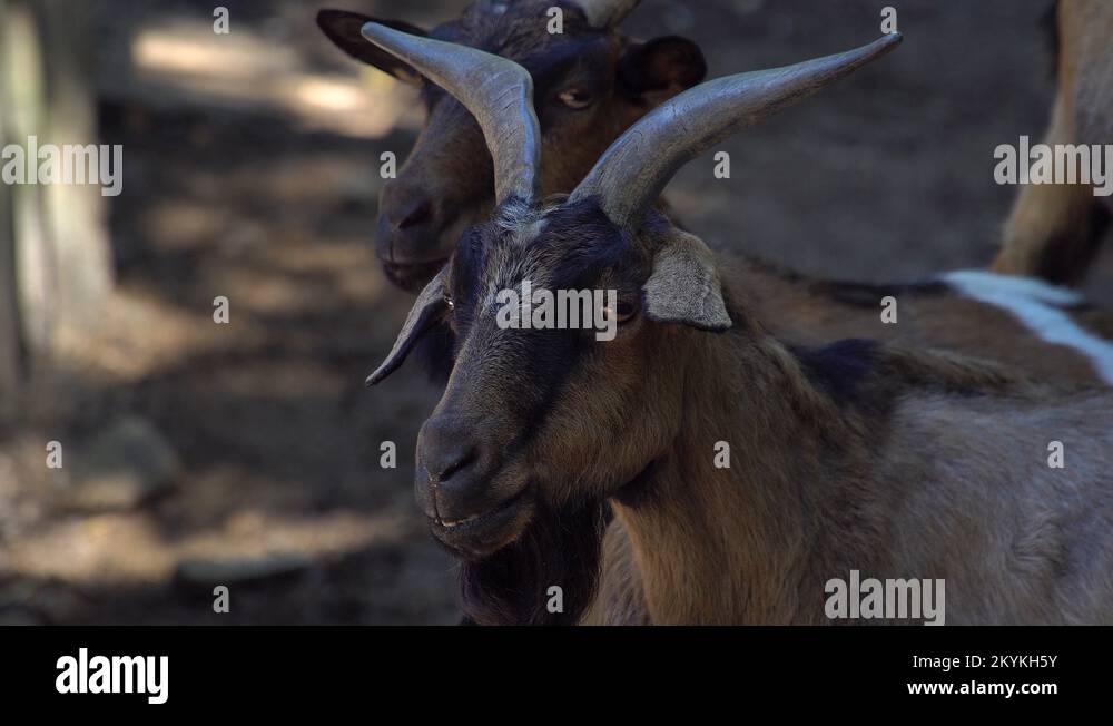 Alpine portrait Stock Videos & Footage - HD and 4K Video Clips - Alamy