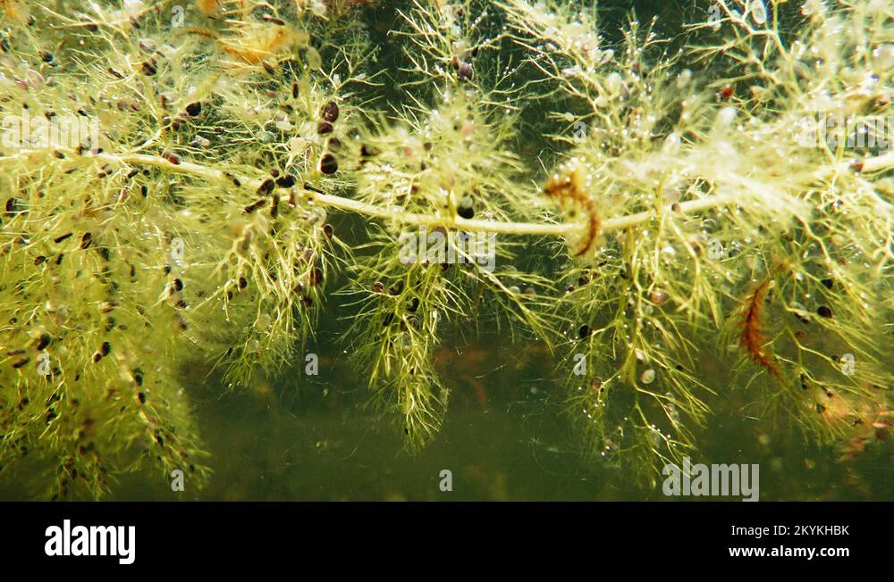 Carnivorous plant traps Stock Videos & Footage - HD and 4K Video Clips ...