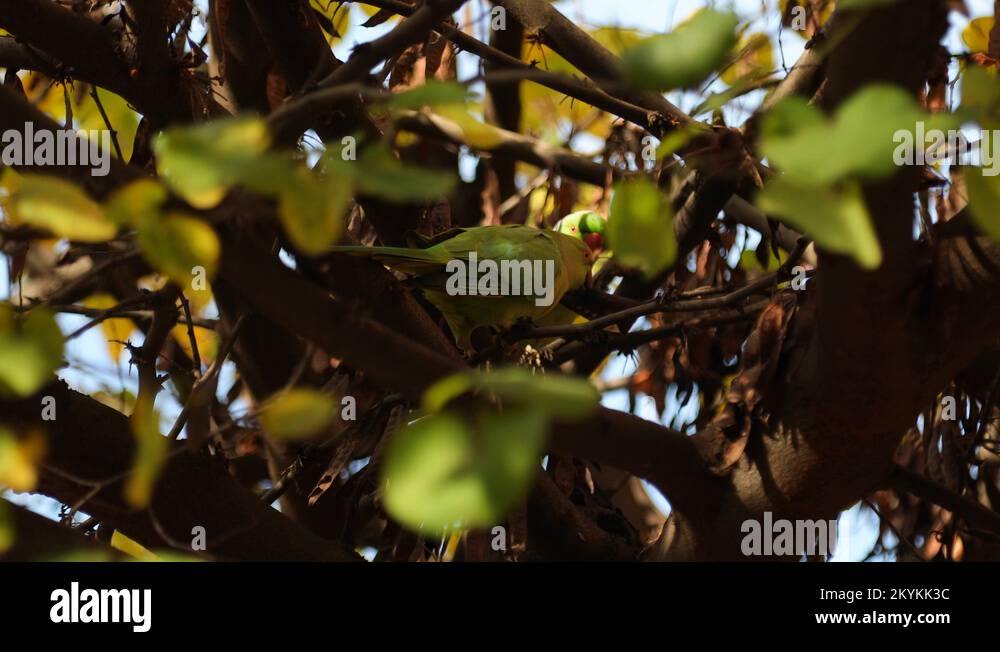 Feeding in trees Stock Videos & Footage - HD and 4K Video Clips - Alamy