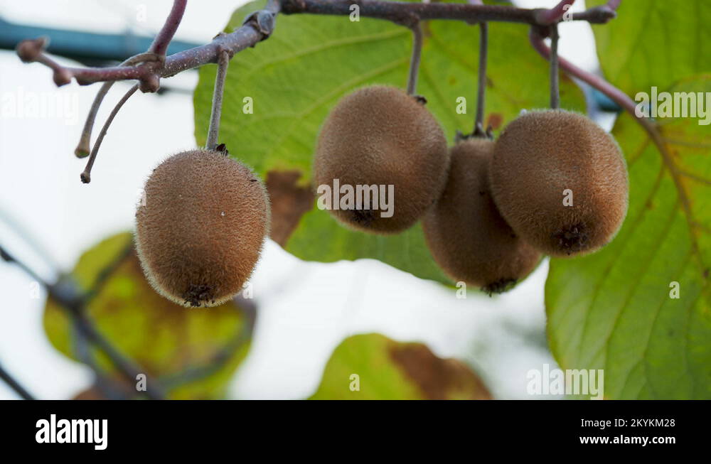 Chinese gooseberry plant Stock Videos & Footage - HD and 4K Video Clips ...