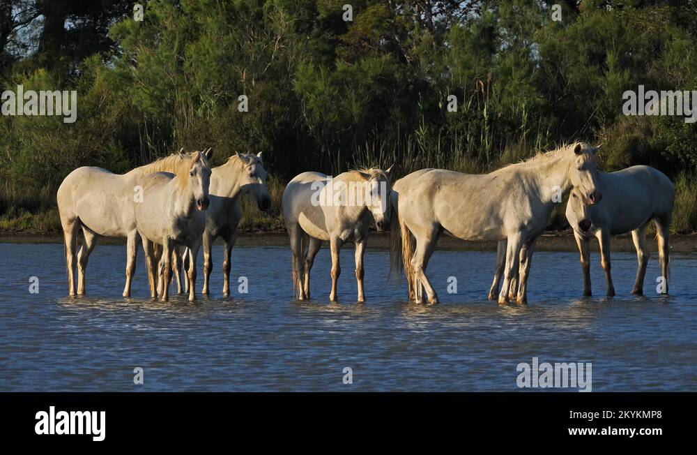 Animals camargue Stock Videos & Footage - HD and 4K Video Clips - Alamy