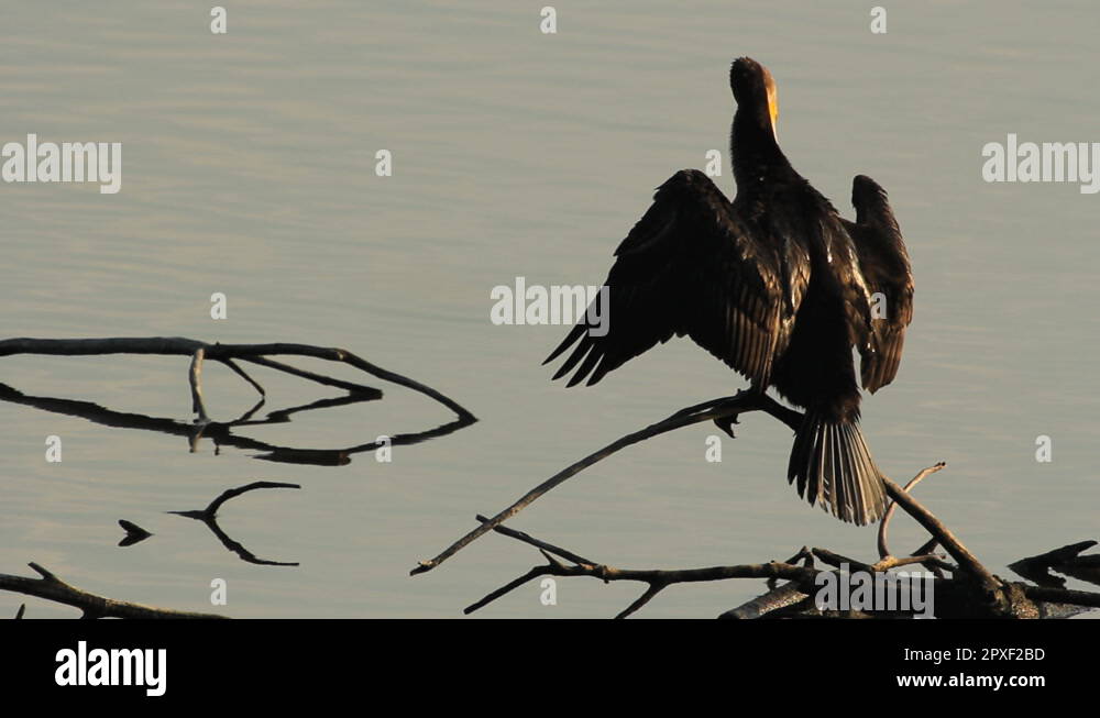 Grand cormoran phalacrocorax carbo Stock Videos & Footage - HD and 4K ...