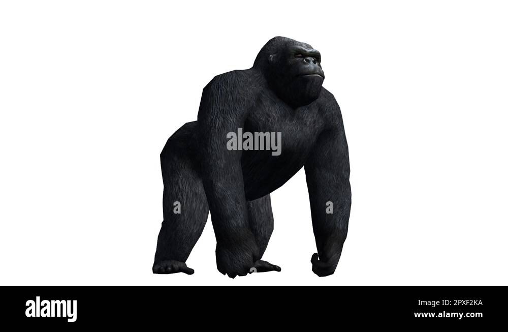 Chimp & Chimpanzee howl roaring,Endangered wild monkey animal Stock ...