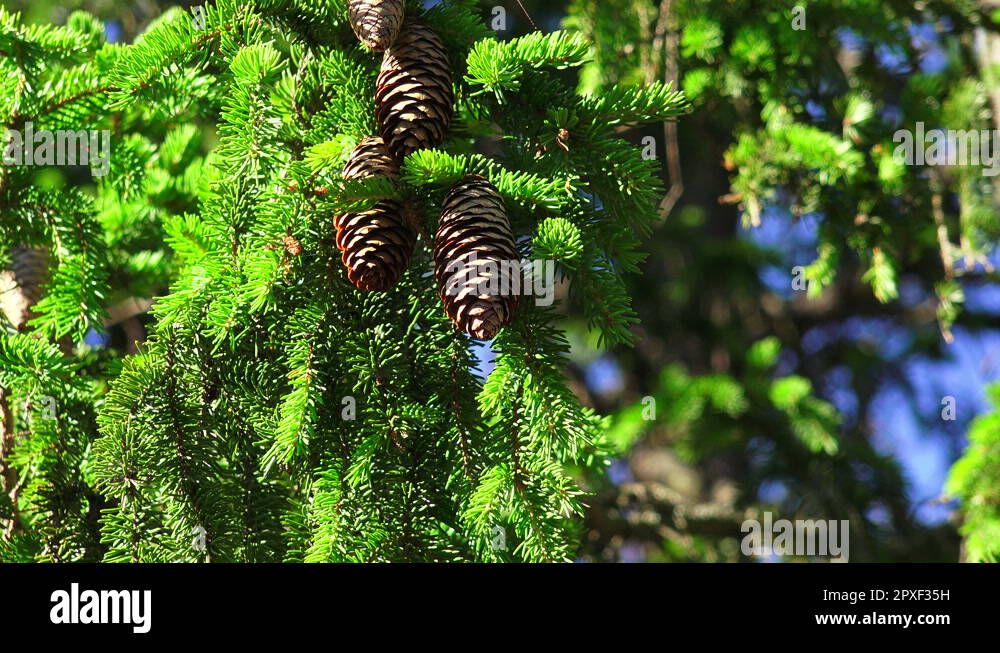 A lump on the branch of a pine. 4K Stock Video Footage - Alamy