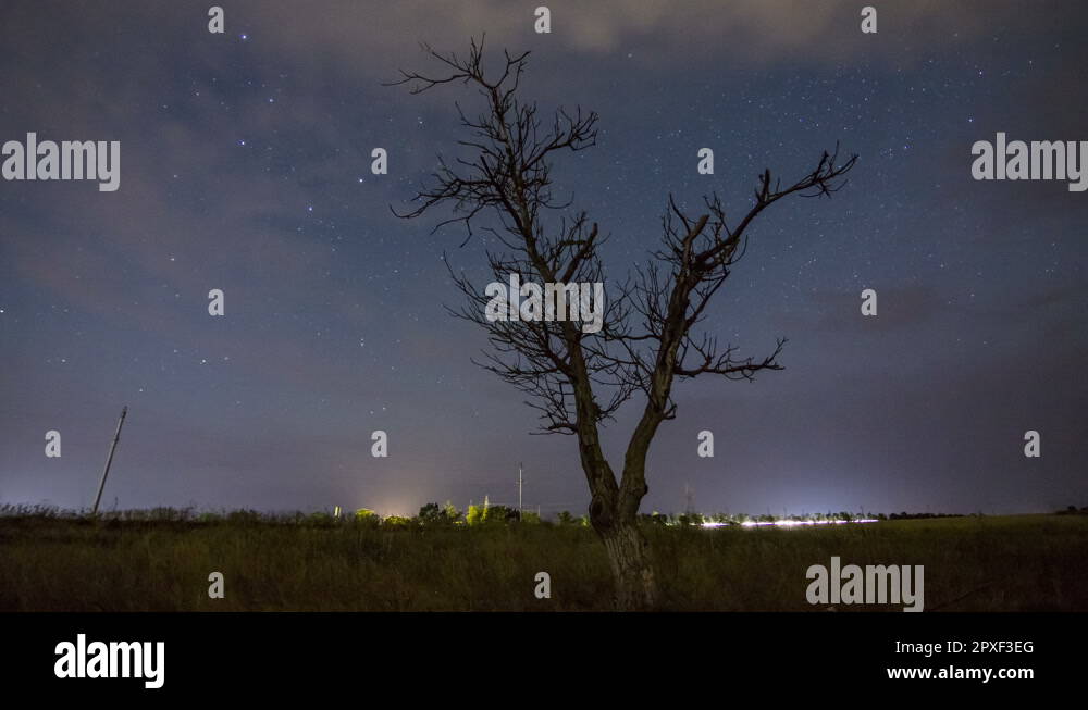 Tree in field night sky Stock Videos & Footage - HD and 4K Video Clips ...