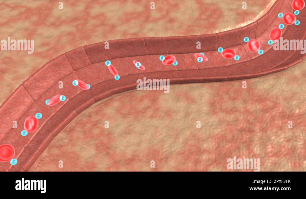 Heme anatomy Stock Videos & Footage - HD and 4K Video Clips - Alamy
