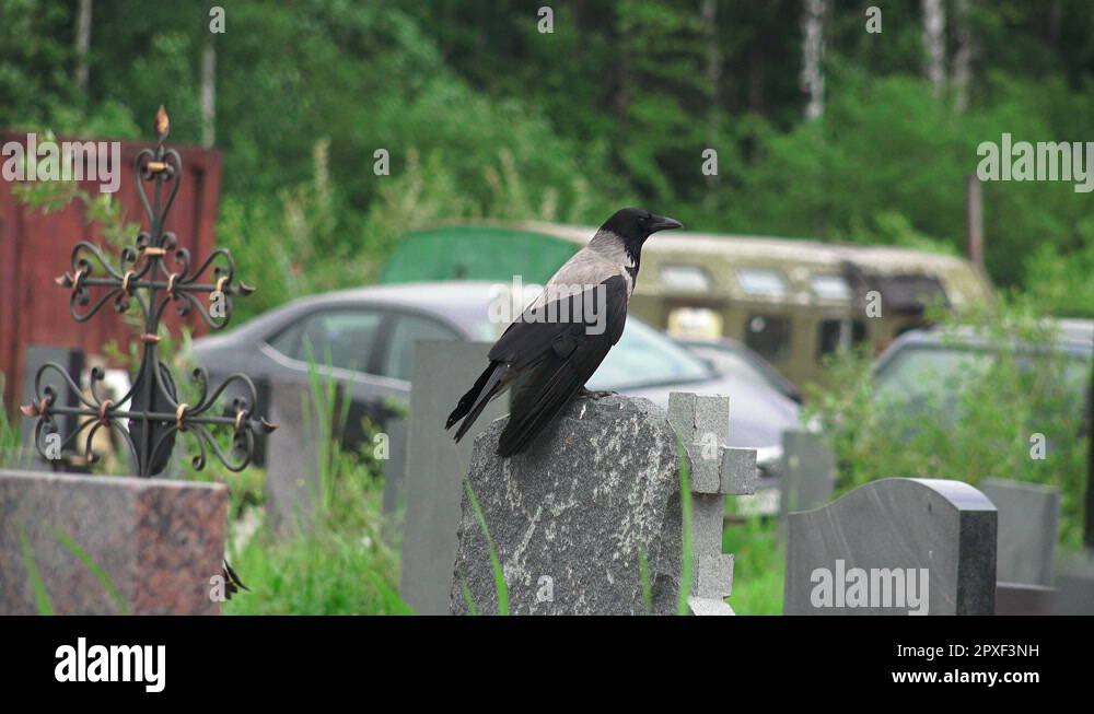 Crow cemetery Stock Videos & Footage - HD and 4K Video Clips - Alamy