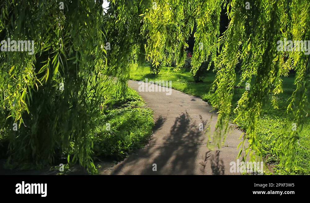 Willow walkway Stock Videos & Footage - HD and 4K Video Clips - Alamy