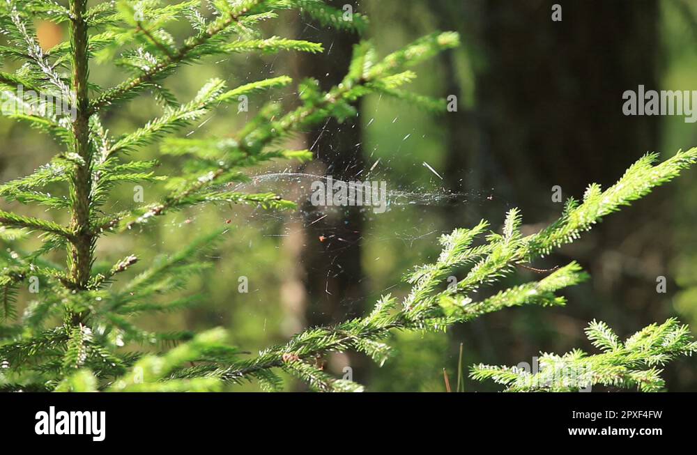 Forest cobweb Stock Videos & Footage - HD and 4K Video Clips - Alamy