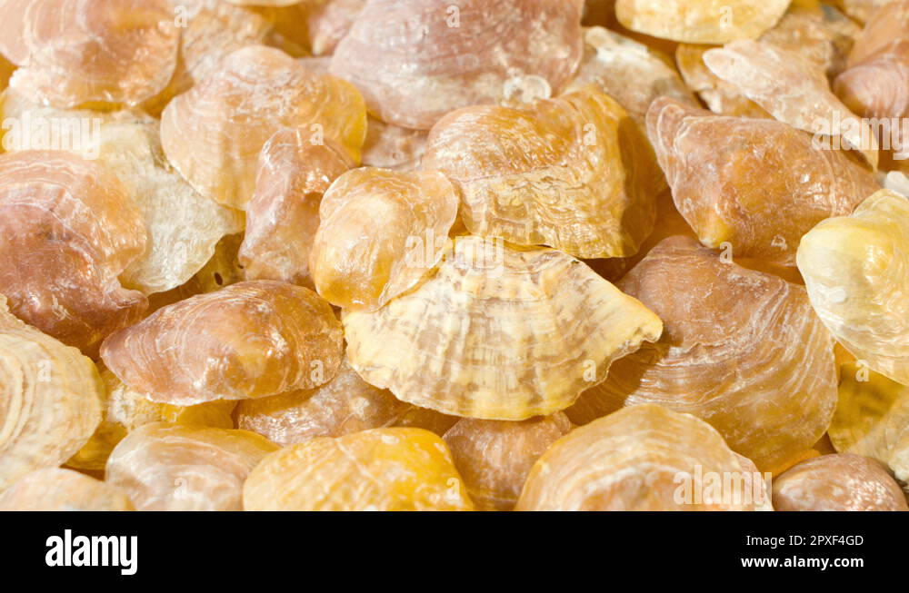 sea shells, seashells background 4k Stock Video Footage - Alamy