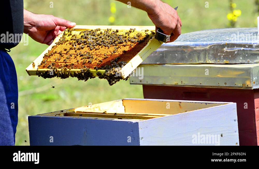 bees in apiary. beekeeper is shaking the bees from a frame into the ...