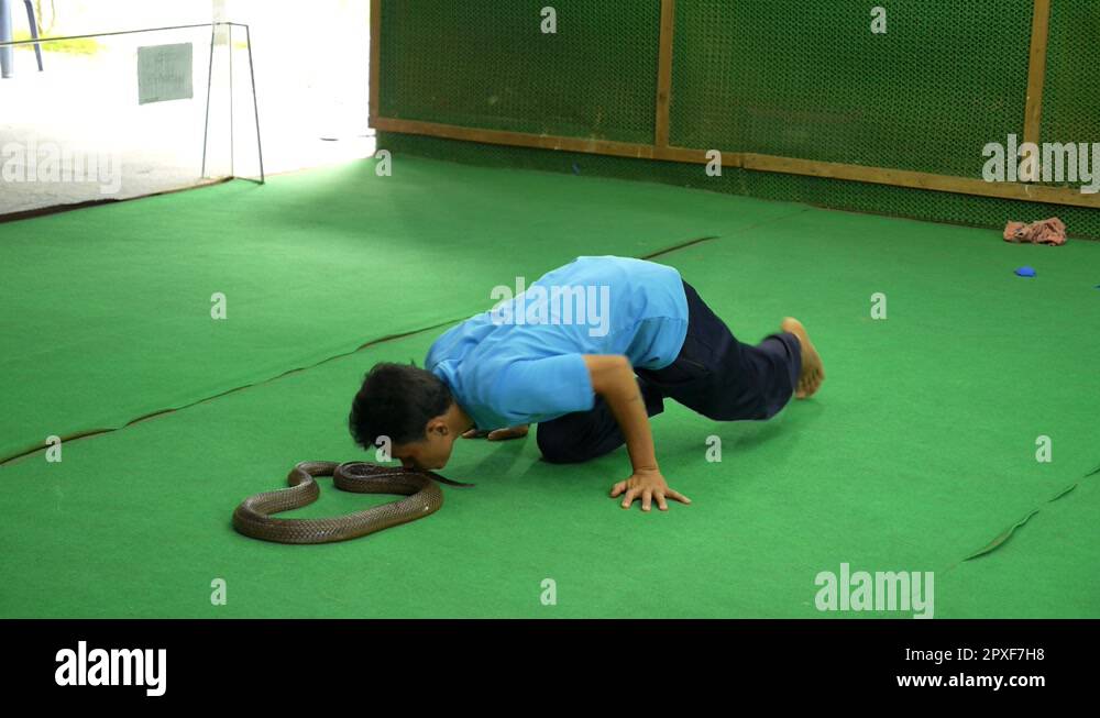 Snake Trainer Kissing Poisonous King Cobra Stock Video Footage - Alamy