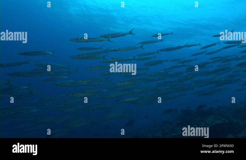 School of barracuda fish Stock Videos & Footage - HD and 4K Video Clips ...