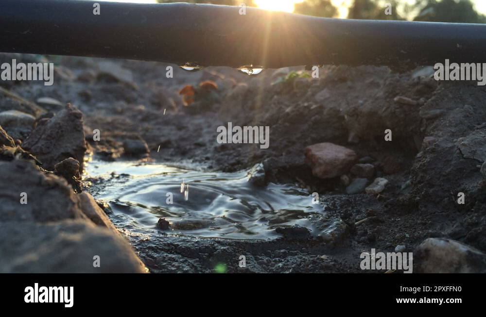 Olive tree irrigation Stock Videos & Footage - HD and 4K Video Clips ...