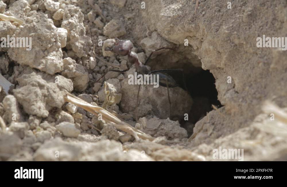 Animales wildlife Stock Videos & Footage - HD and 4K Video Clips - Alamy