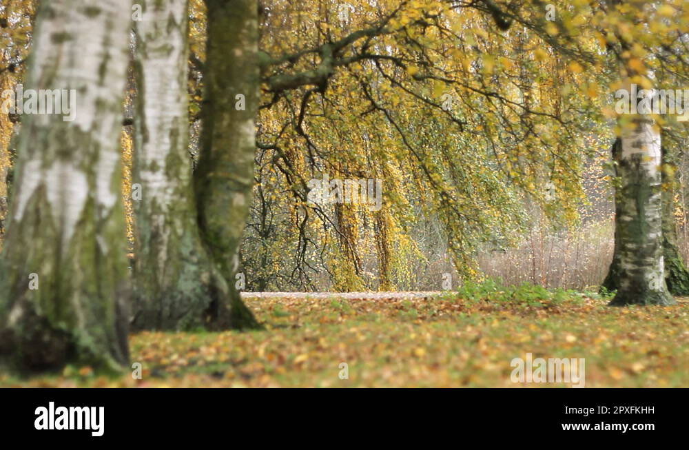 Fall tree leaves and tree landscape Stock Videos & Footage - HD and 4K ...