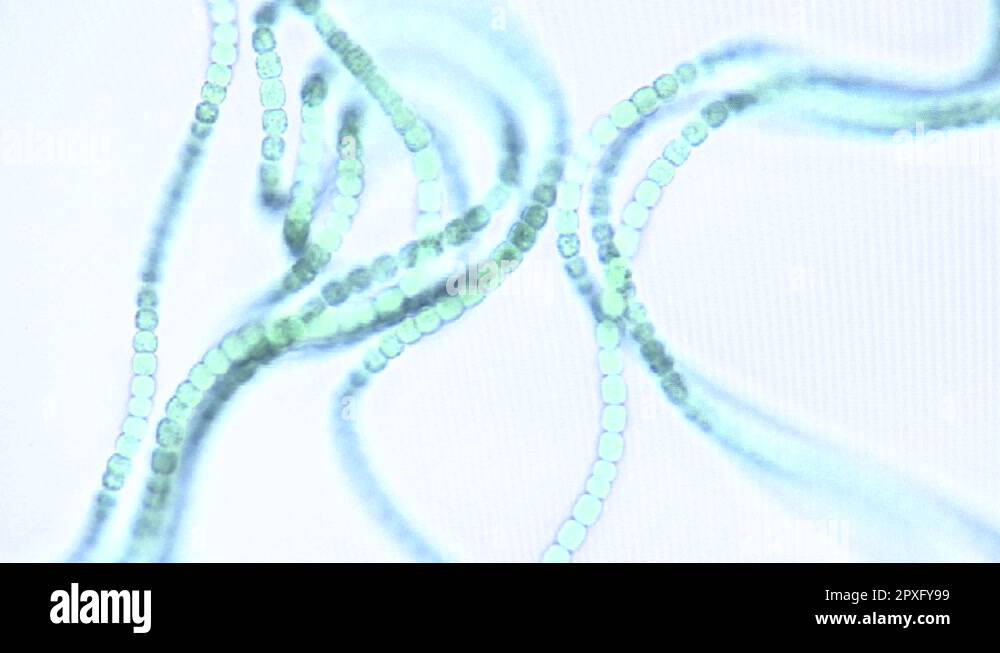 Microscopic view cyanobacteria Stock Videos & Footage - HD and 4K Video ...