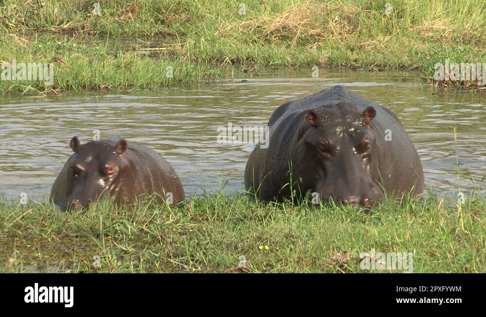Hippo cow Stock Videos & Footage - HD and 4K Video Clips - Alamy
