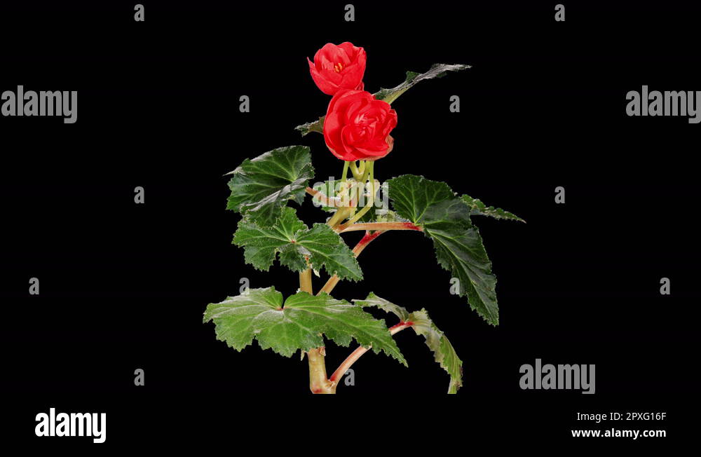 Begonia begonias Stock Videos & Footage - HD and 4K Video Clips - Alamy