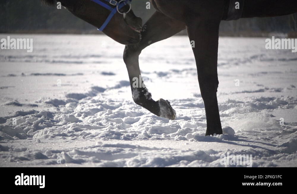 Snow on hoof Stock Videos & Footage - HD and 4K Video Clips - Alamy
