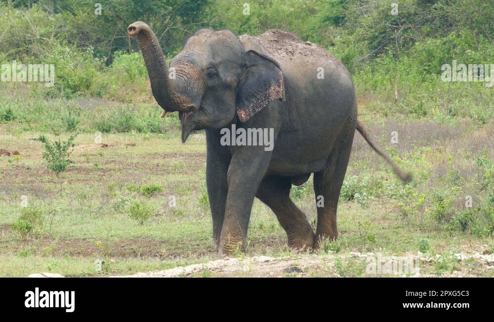 Wild animal trunk Stock Videos & Footage - HD and 4K Video Clips - Alamy