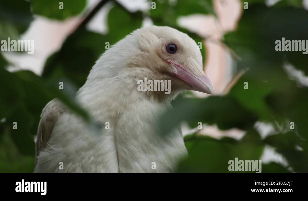 White crow Stock Videos & Footage - HD and 4K Video Clips - Alamy