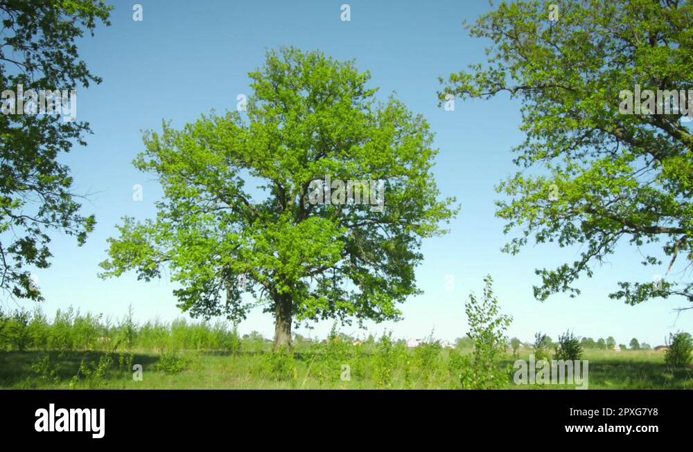 Group oak trees Stock Videos & Footage - HD and 4K Video Clips - Alamy