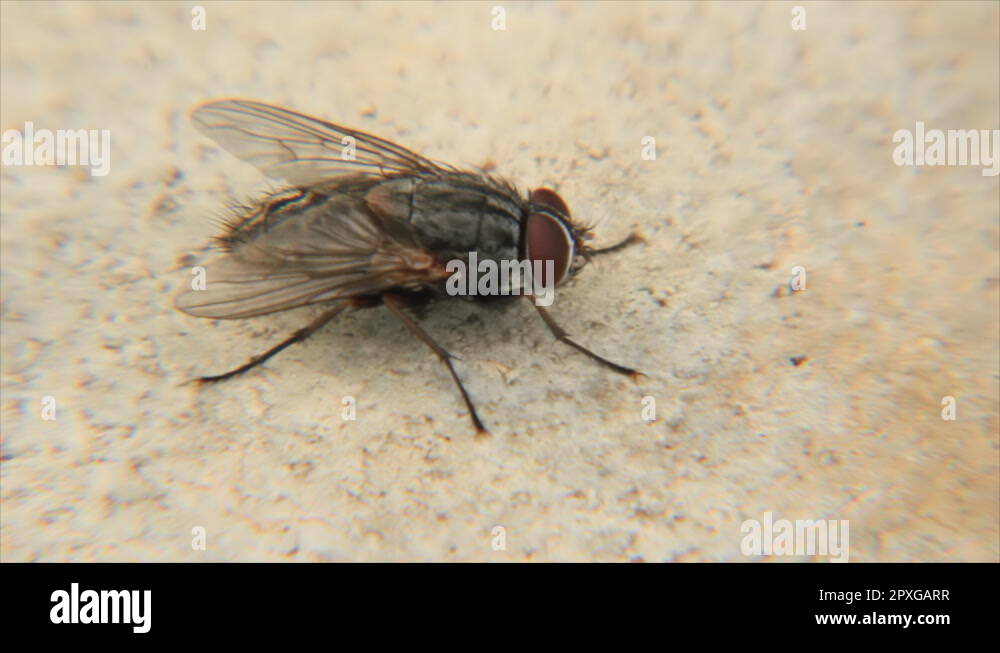 Housefly flying Stock Videos & Footage - HD and 4K Video Clips - Alamy