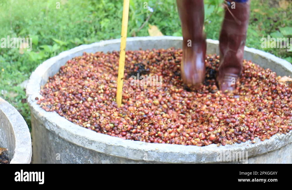 Coffee fermentation Stock Videos & Footage - HD and 4K Video Clips - Alamy