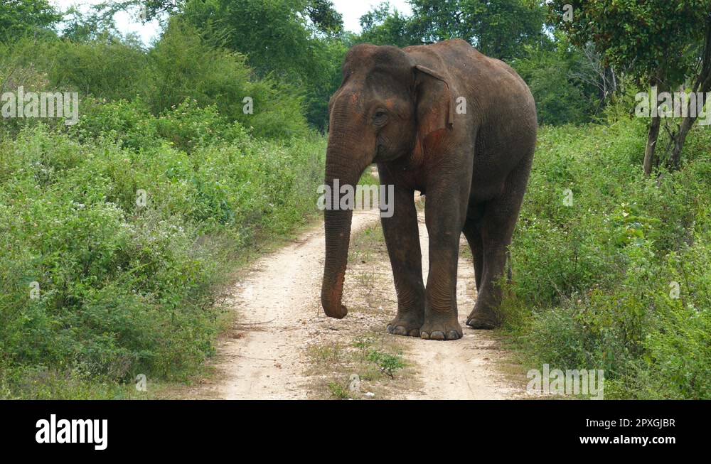 Elephant india road Stock Videos & Footage - HD and 4K Video Clips - Alamy