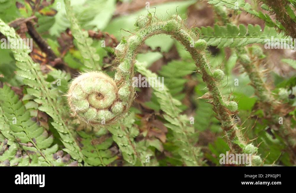 Spiral leaf pattern Stock Videos & Footage - HD and 4K Video Clips - Alamy