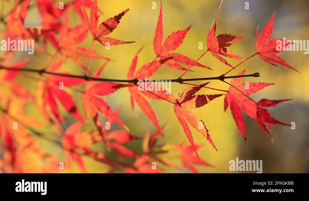 Flutter breathing Stock Videos & Footage - HD and 4K Video Clips - Alamy