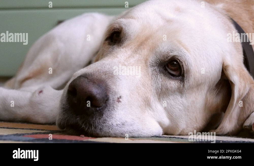 Labrador retriever with big head Stock Videos & Footage - HD and 4K ...