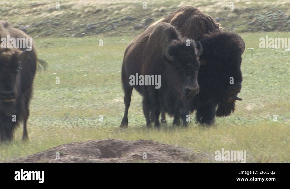 Breeding cow mating Stock Videos & Footage - HD and 4K Video Clips - Alamy