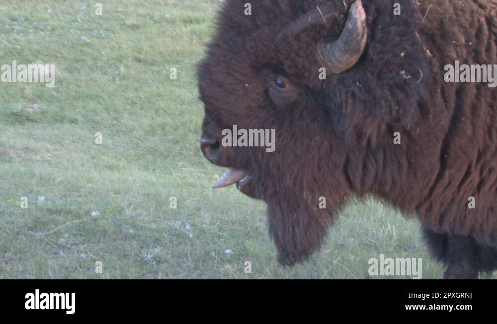 Buffalo breeding Stock Videos & Footage - HD and 4K Video Clips - Alamy