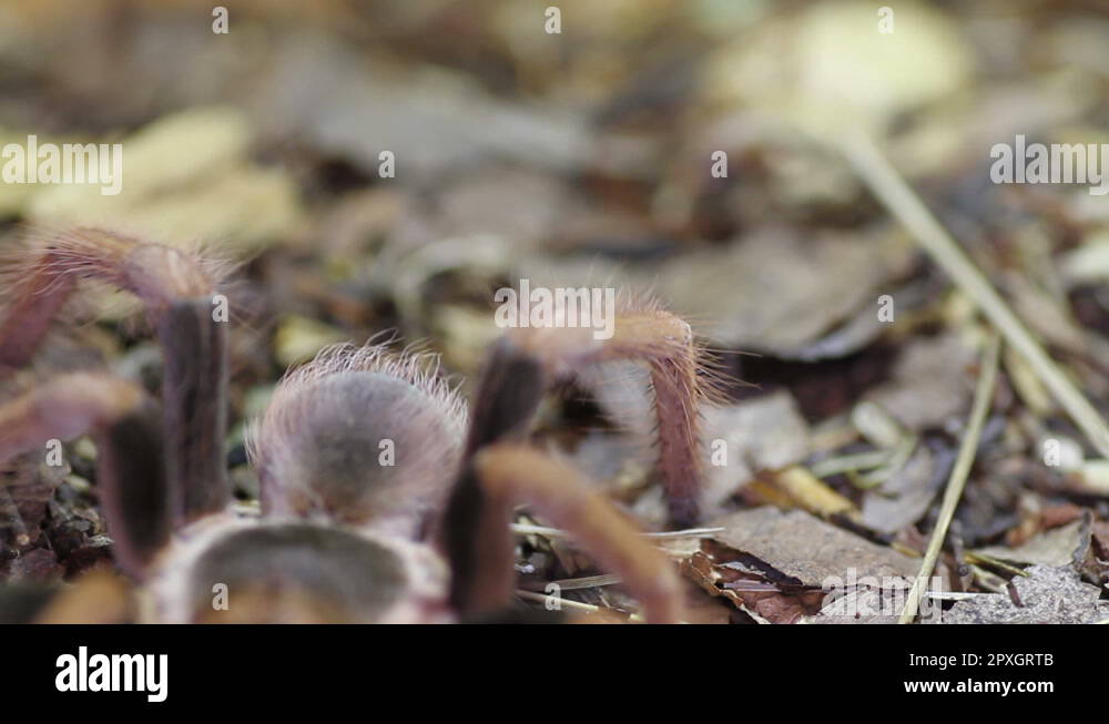 Columbian Giant Red-leg Tarantula (Megaphobema robustum Stock Video ...