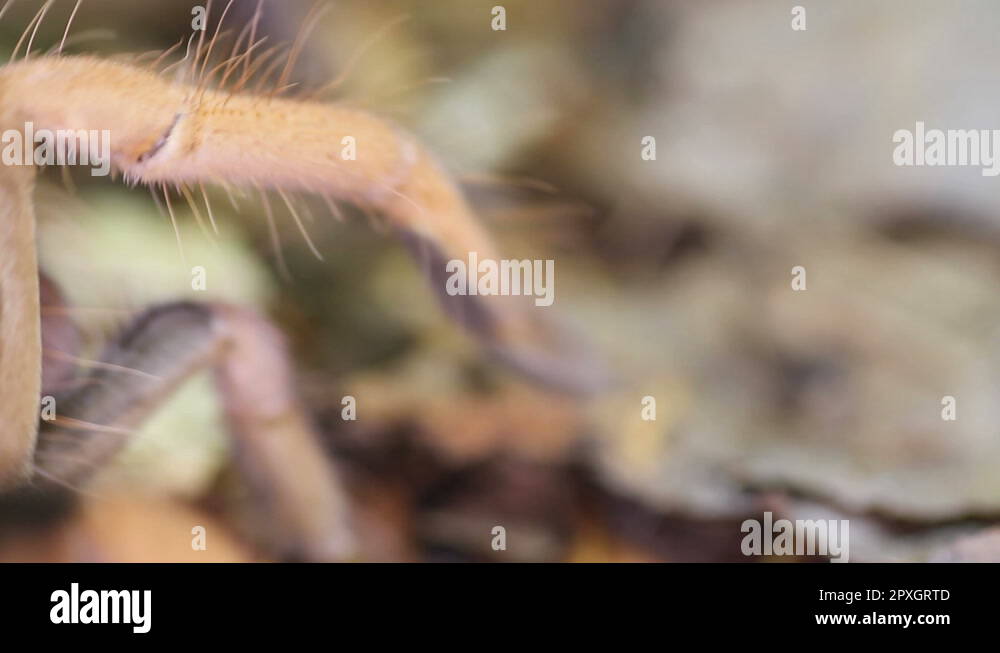 Columbian Giant Red-leg Tarantula (Megaphobema robustum Stock Video ...
