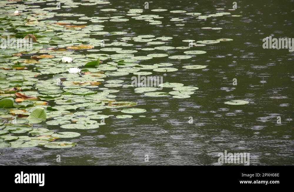 Rain garden pond Stock Videos & Footage - HD and 4K Video Clips - Alamy