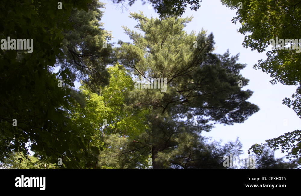 Tall Trees Tilt and Panning Stock Video Footage - Alamy